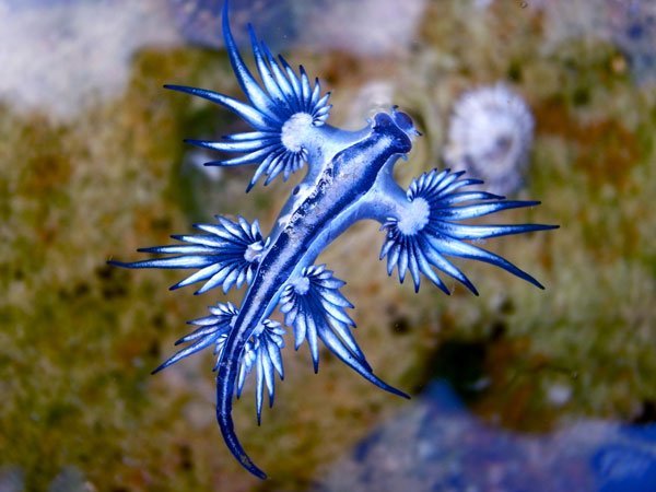 9 Sea Creatures Who Are Out of This World! - Earth Rangers