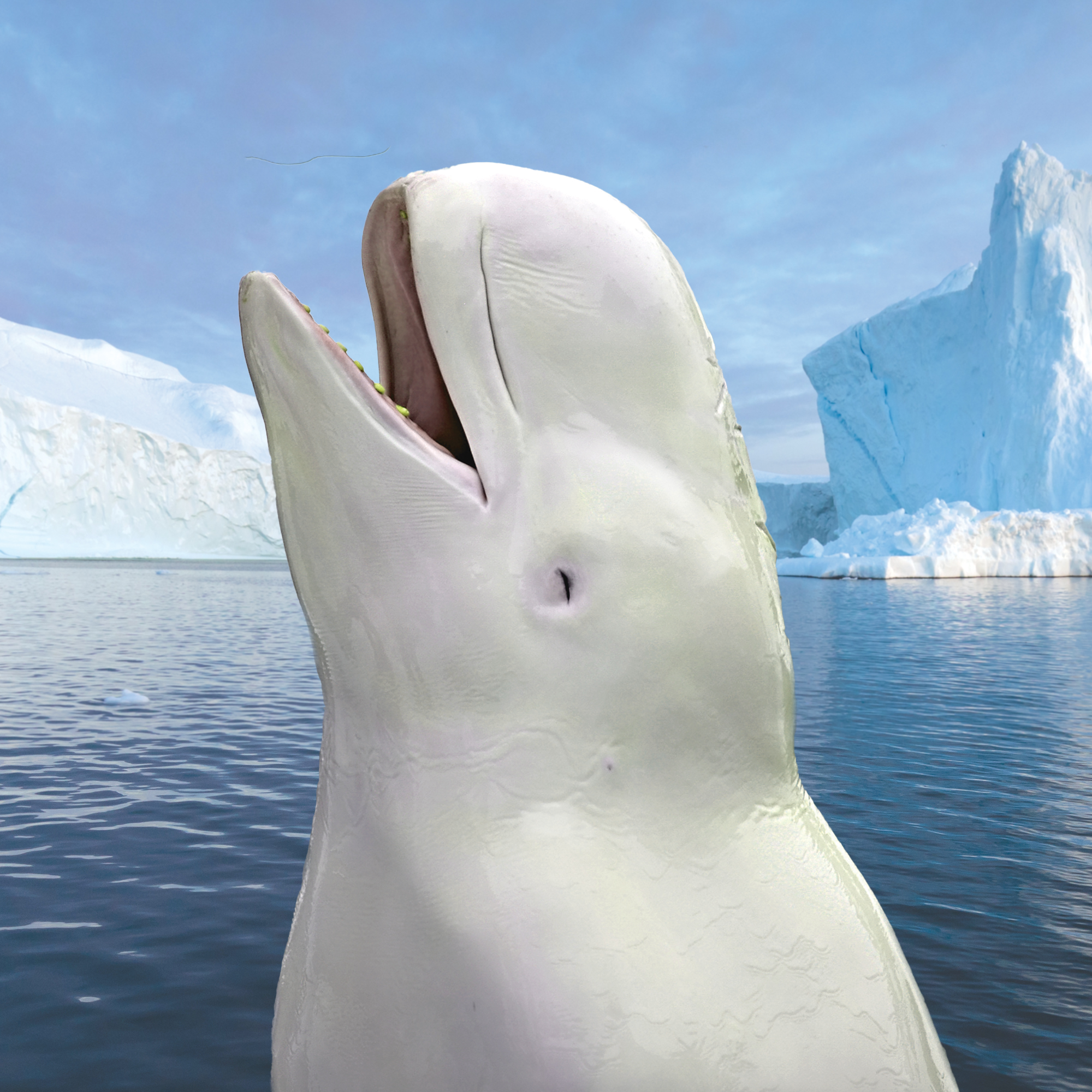 Animal Planet Beluga Whale
