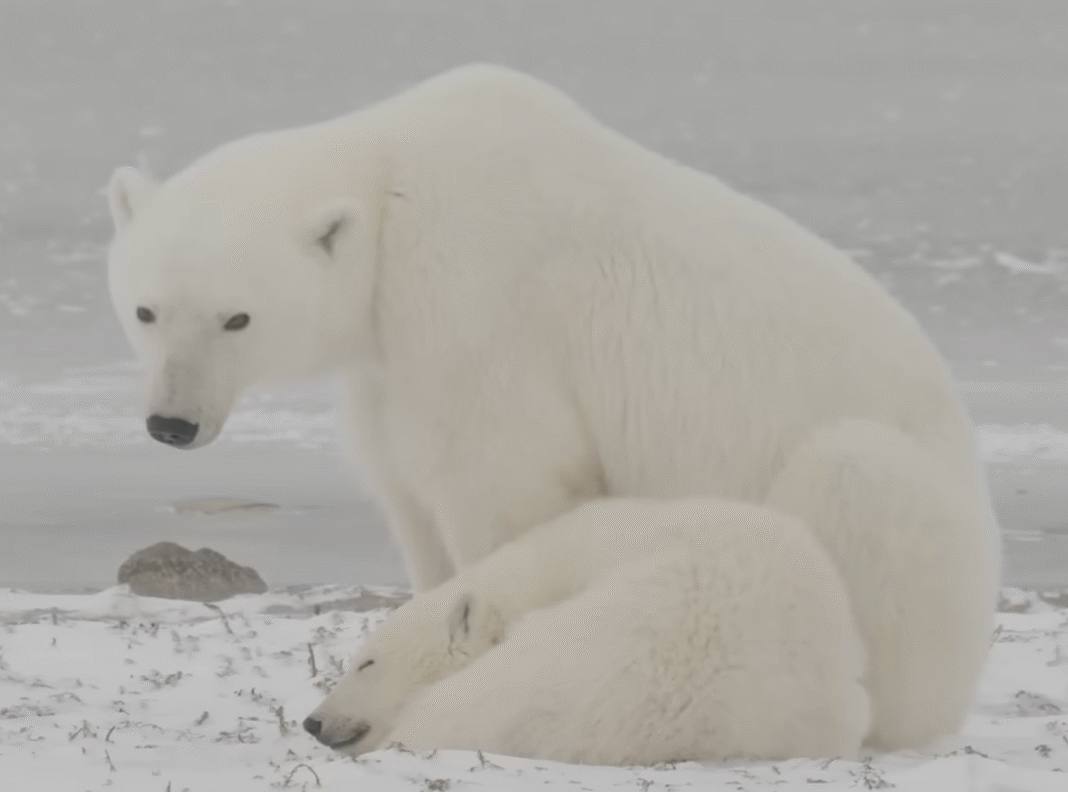 Polar Bear Cubs Are in Trouble but Mom Comes to the Rescue - Earth Rangers