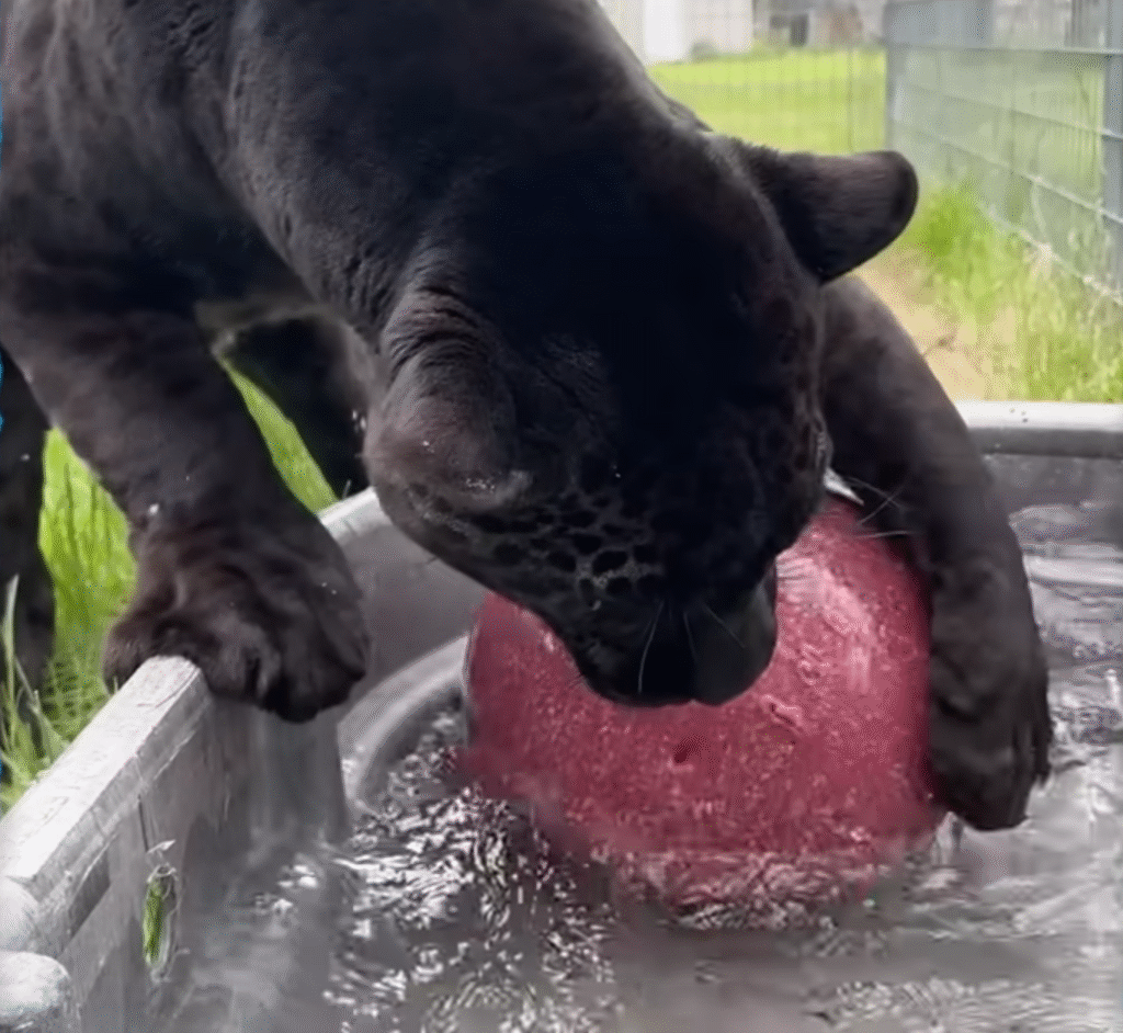 Rescued Jaguar Eats Popsicles Made of Meat?! - Earth Rangers