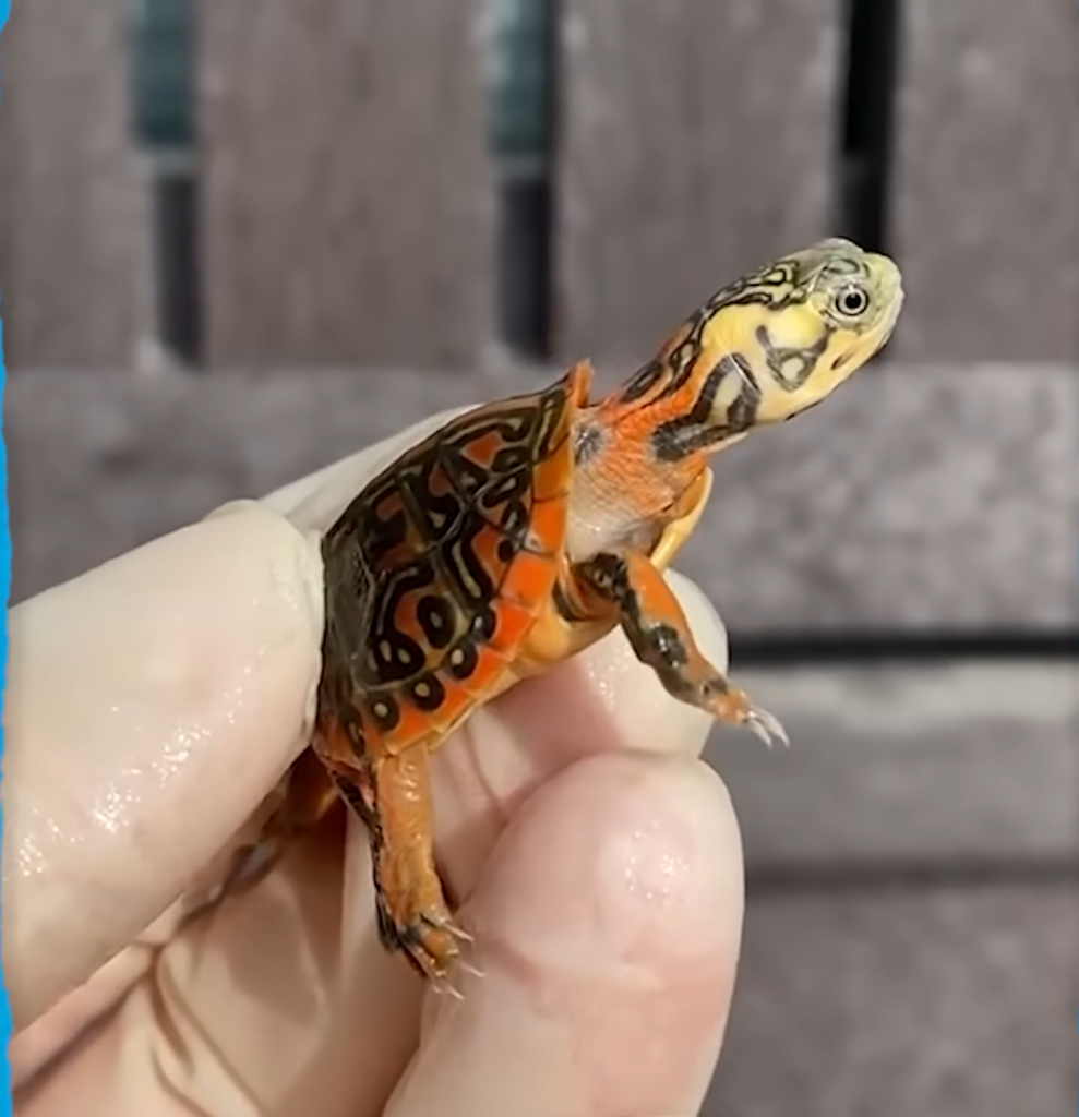 Where Did All These Baby Turtles Come From?! - Earth Rangers