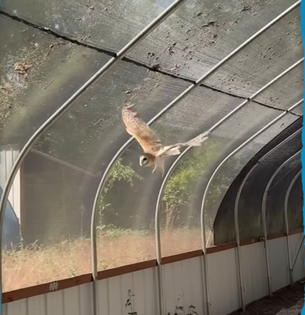 This Owl Was Trapped on Barbed Wire Until Heroes Arrived - Earth Rangers