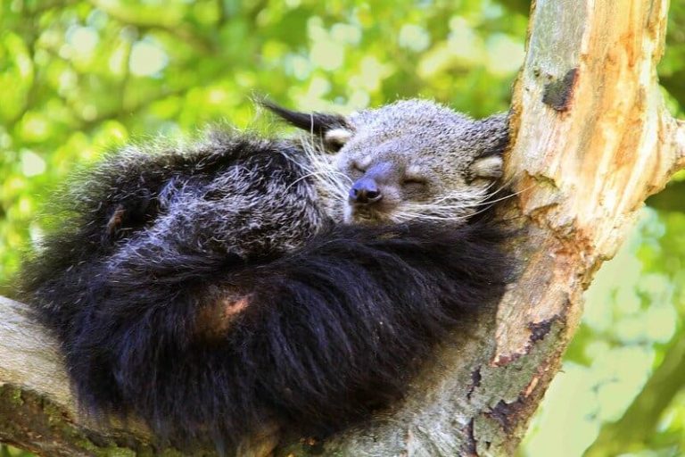 Top 10 Animals That Live in Trees! - Earth Rangers