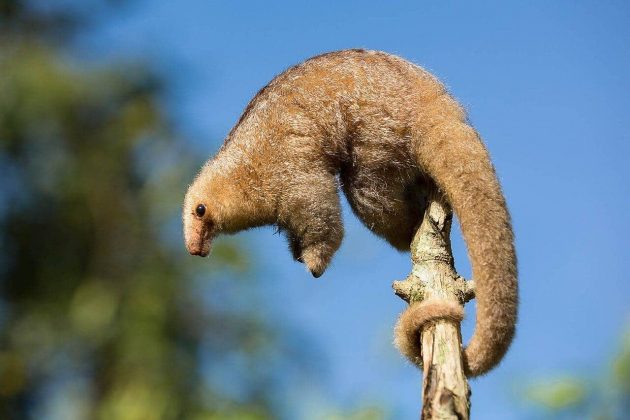 Top 10 Animals That Live in Trees! - Earth Rangers