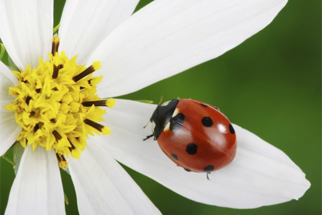 Top Ten Coolest Pollinators - Earth Rangers