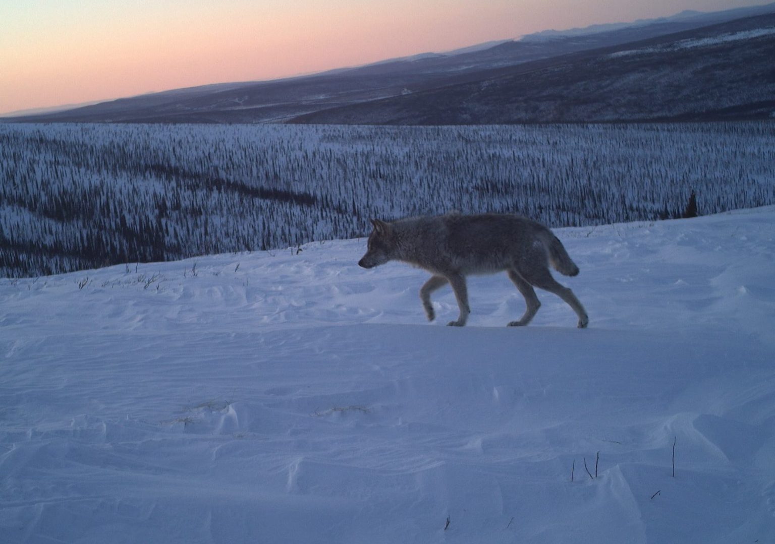 Grey wolf - Earth Rangers