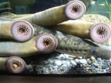 Top Ten Strangest Looking Fish - Earth Rangers