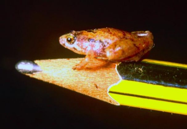 The world’s smallest frog lives in Borneo and is about the size of a ...