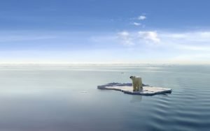 How Do Polar Bears Stay Warm in the Winter? - Earth Rangers