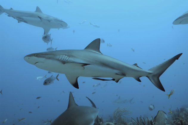 Invisible Sharks - Earth Rangers