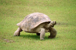 Top Ten Facts about Turtle Shells - Earth Rangers