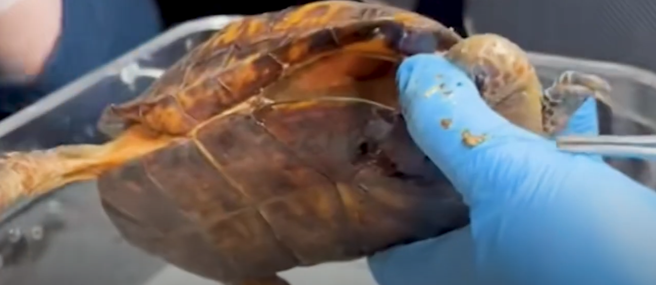 Why Is This Turtle’s Shell Stuffed With Mud?! - Earth Rangers