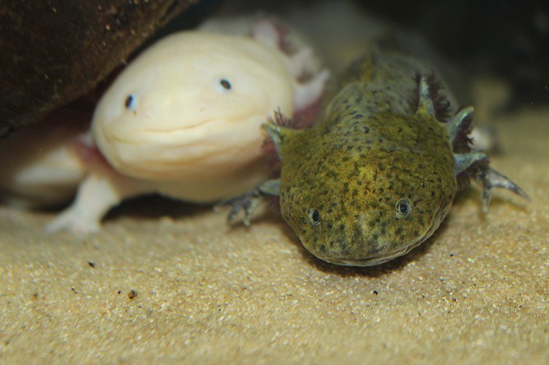 Meet a real-life water monster! - Earth Rangers
