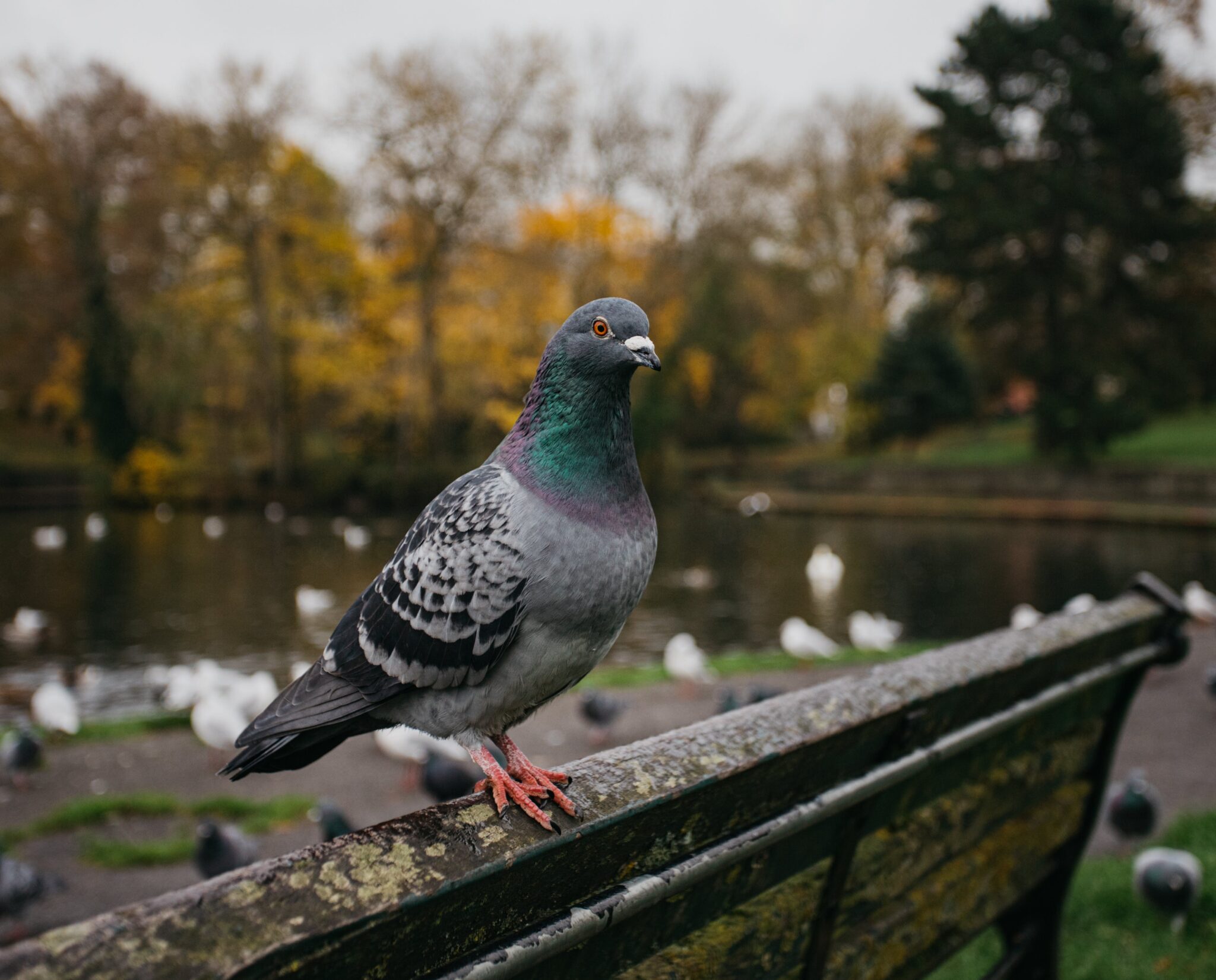 Pixel Puzzler #64: The Great Reveal - Earth Rangers