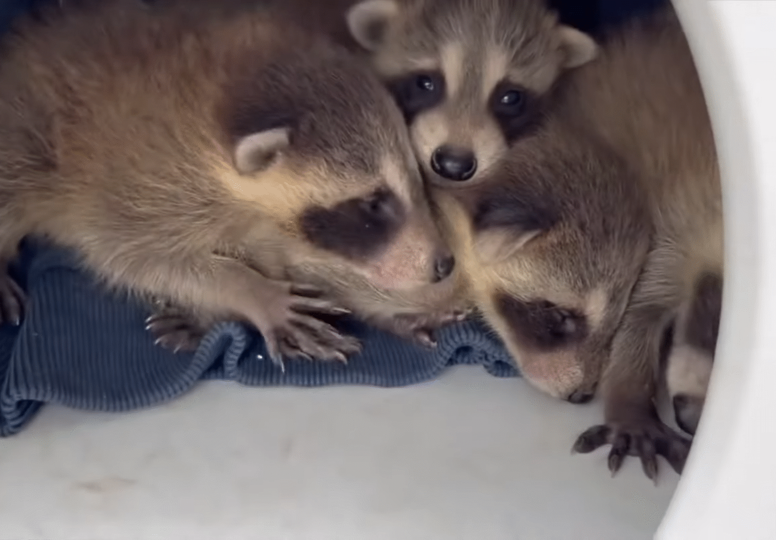 Why Are Wild Animals Living Inside People’s Houses?! - Earth Rangers