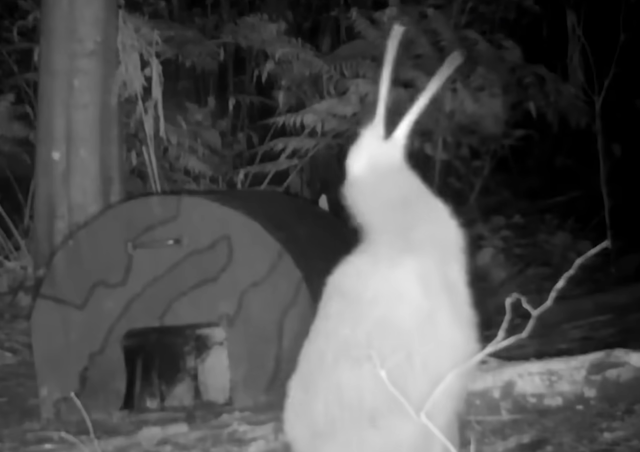 Some Strange Animal Is Screaming In The Dark! - Earth Rangers