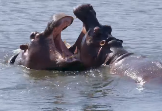 Is This Bird Surfing on a Hippo? - Earth Rangers