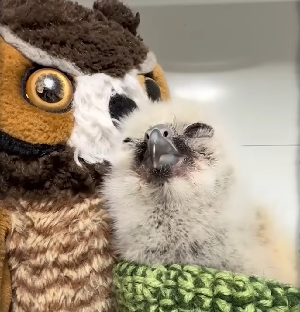 What Secret Is Hiding Behind This Bird Mask? - Earth Rangers