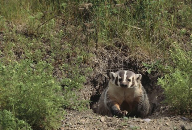 A banner year for badgers! | Earth Rangers