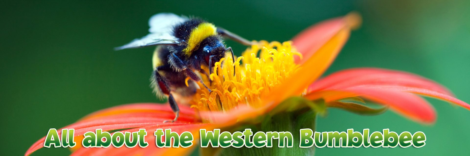 All about the Western Bumblebee | Earth Rangers