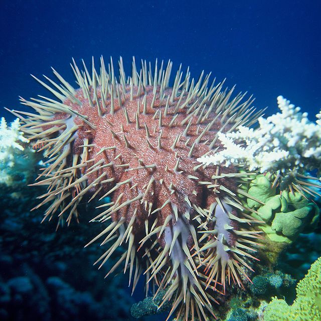 The Spikey Crown-of-Thorns Starfish - Earth Rangers