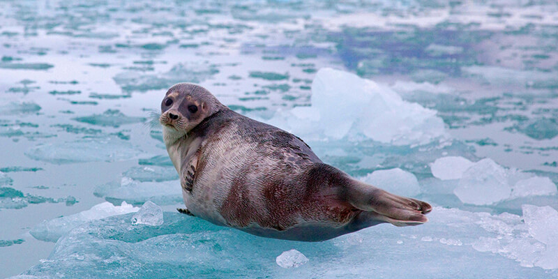 Arctic Ringed Seal