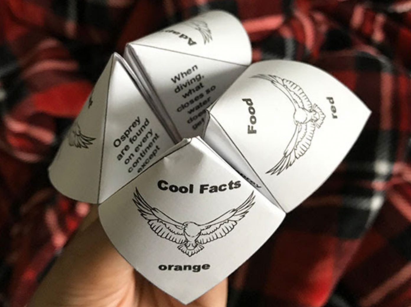 Eco Activity: A nest full of osprey fun! - Earth Rangers