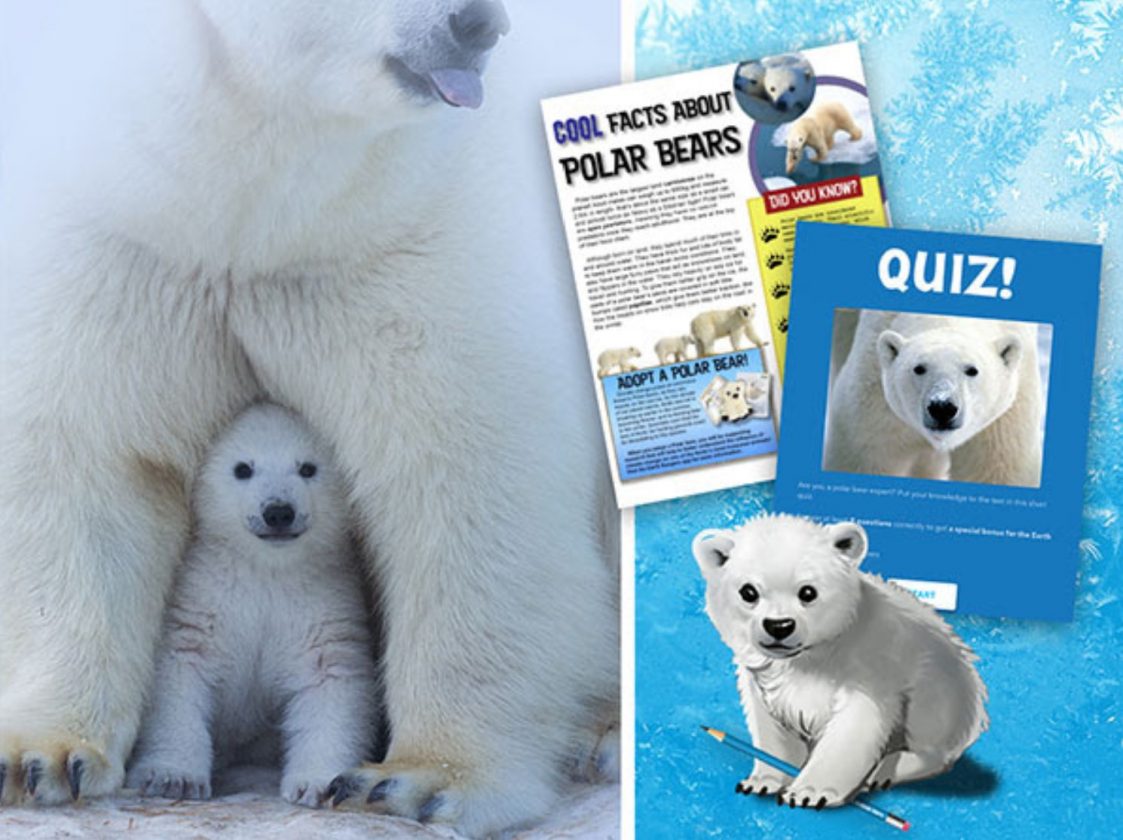 Eco-Activity: Polar pop quiz! - Earth Rangers