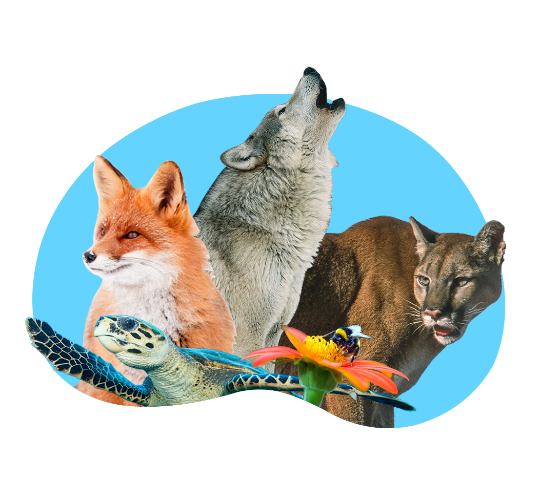 Bring Back The Wild - Earth Rangers