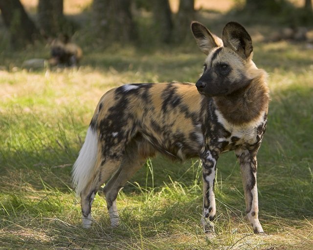 Top Ten BIGGEST Wild Dogs - Earth Rangers