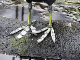 Top Ten Coolest Animal Feet - Earth Rangers