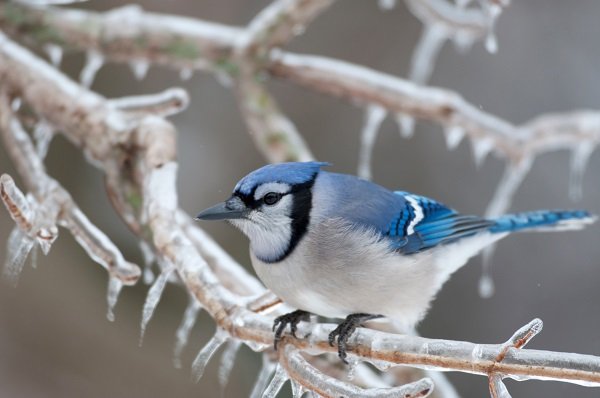 Top Ten Birds That Winter in Canada - Earth Rangers