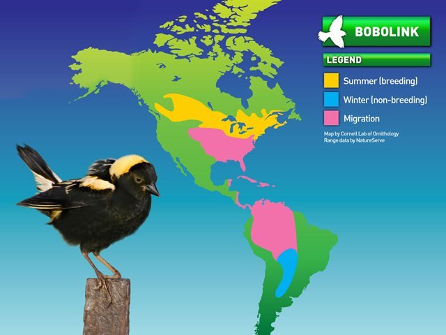 Ten Things You Didn’t Know About Bobolinks - Earth Rangers