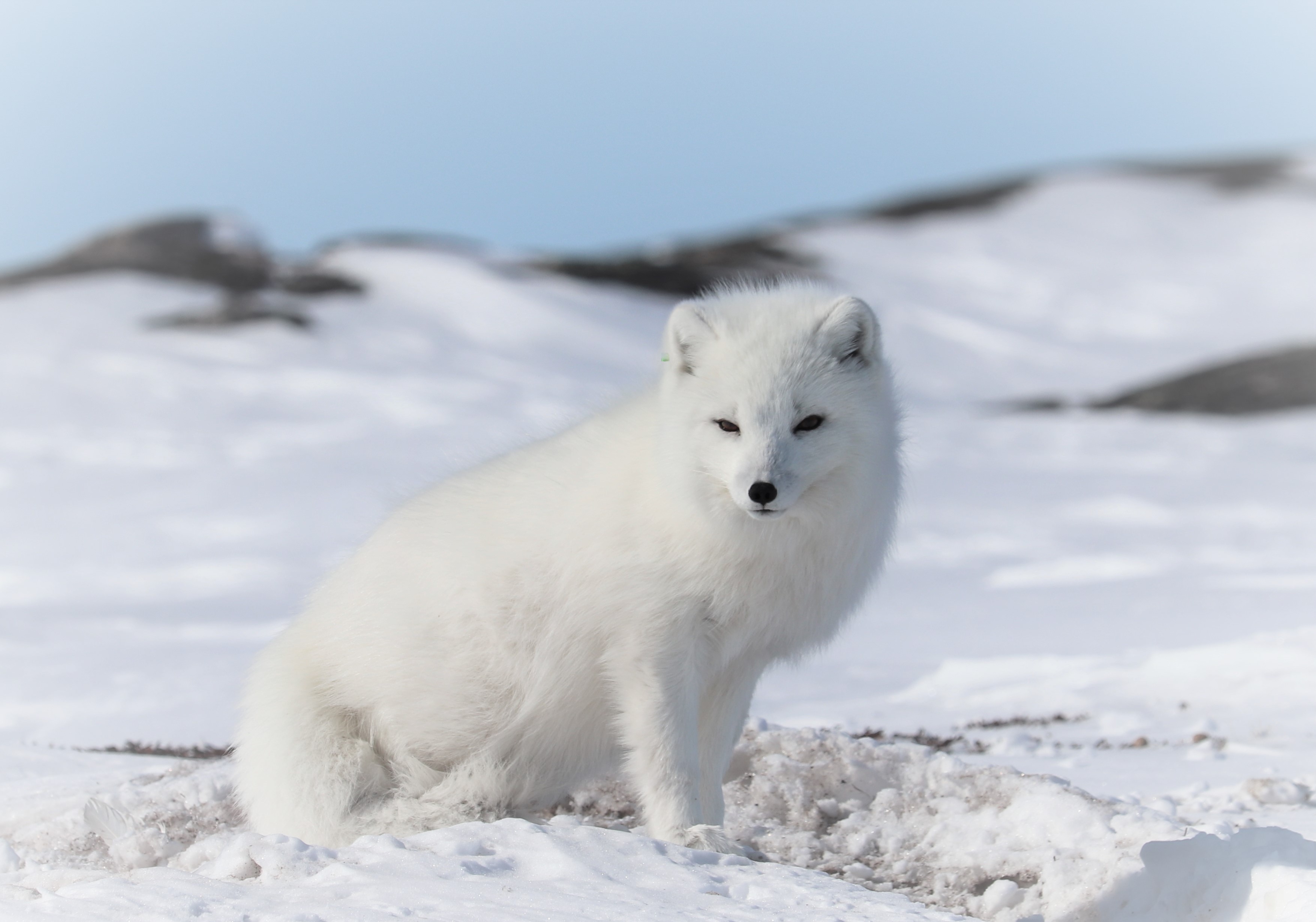 Arctic Fox Habitat Projects