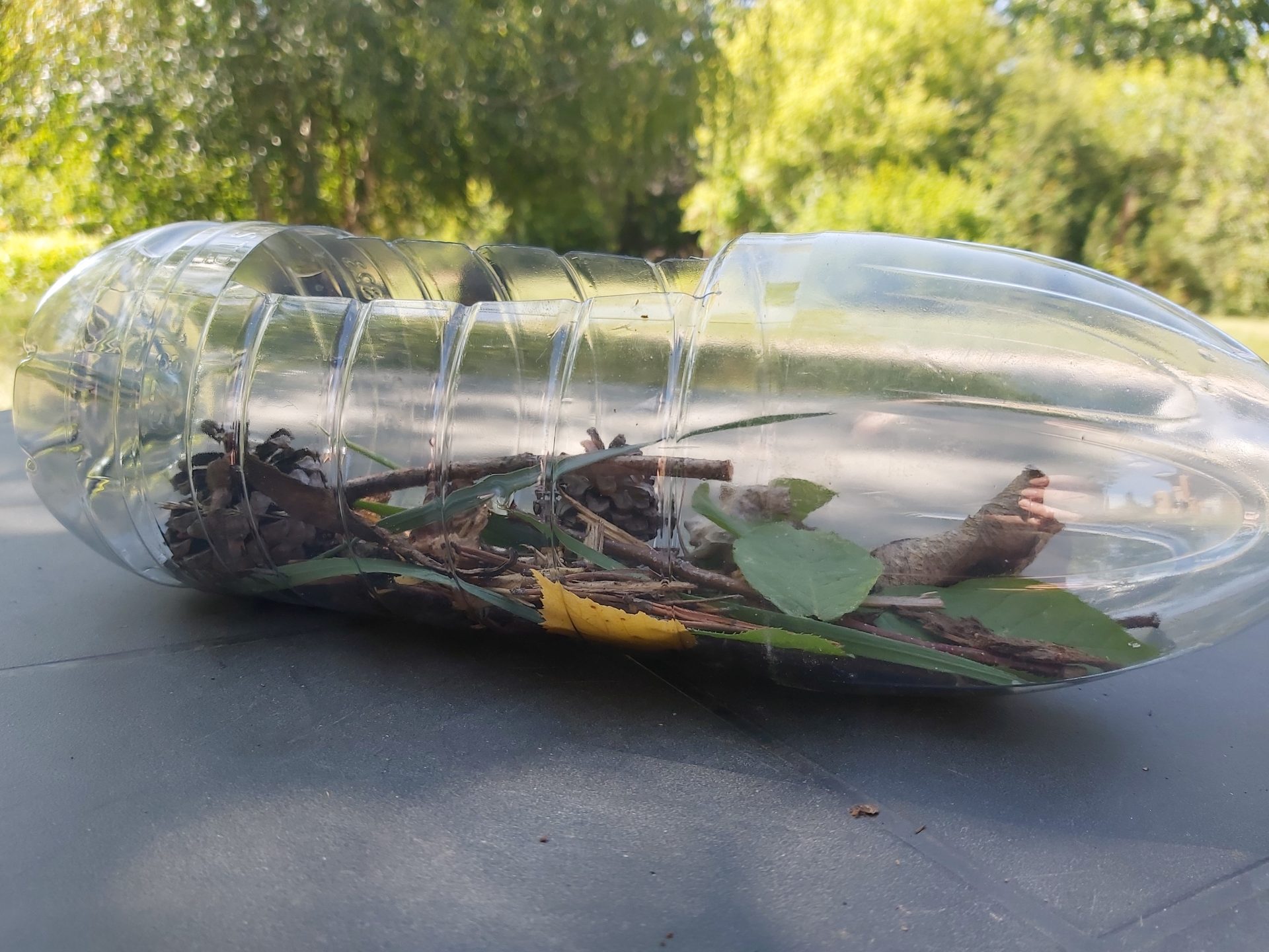 Bug Observation Pod - Earth Rangers