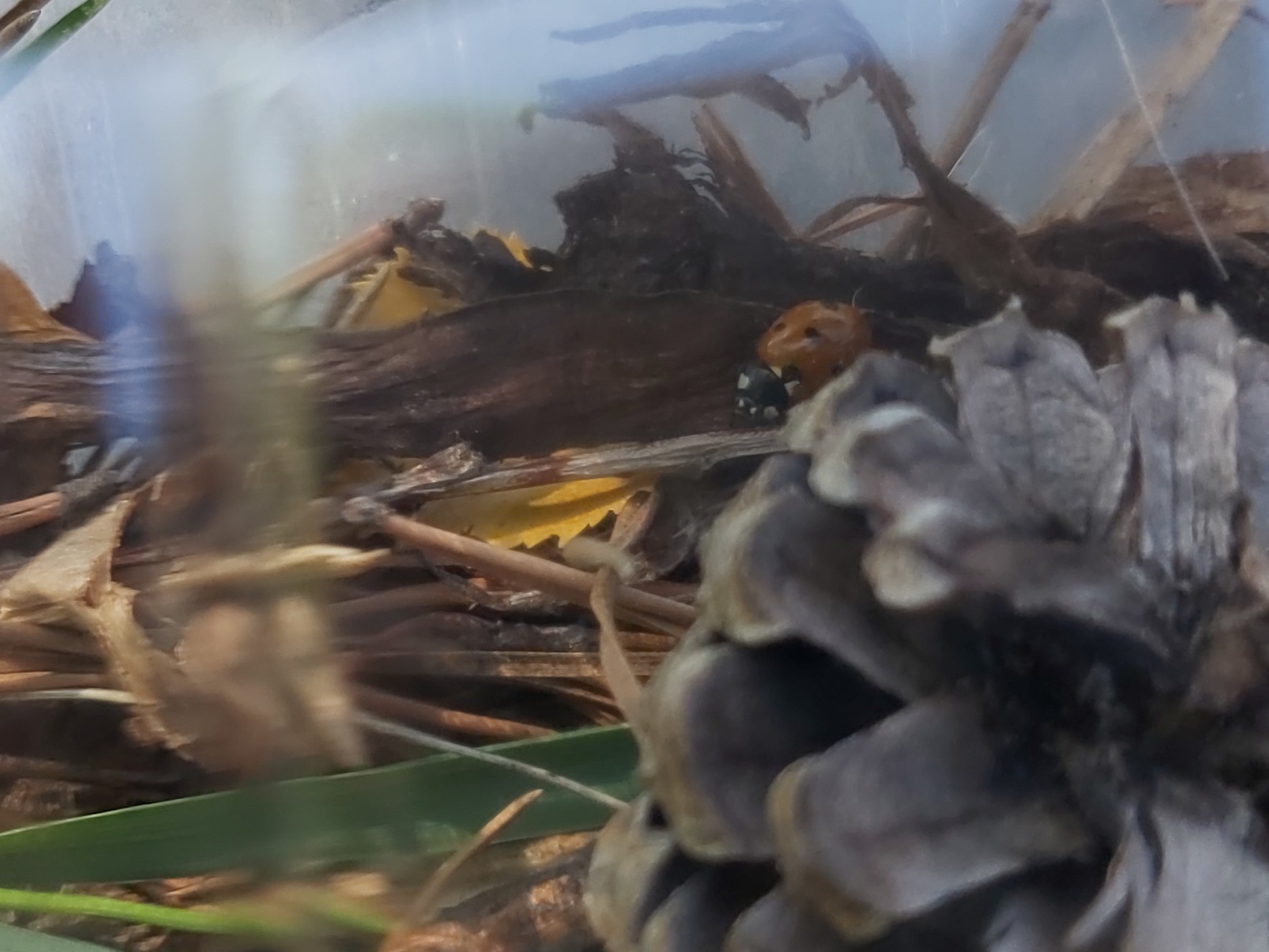 Bug Observation Pod - Earth Rangers