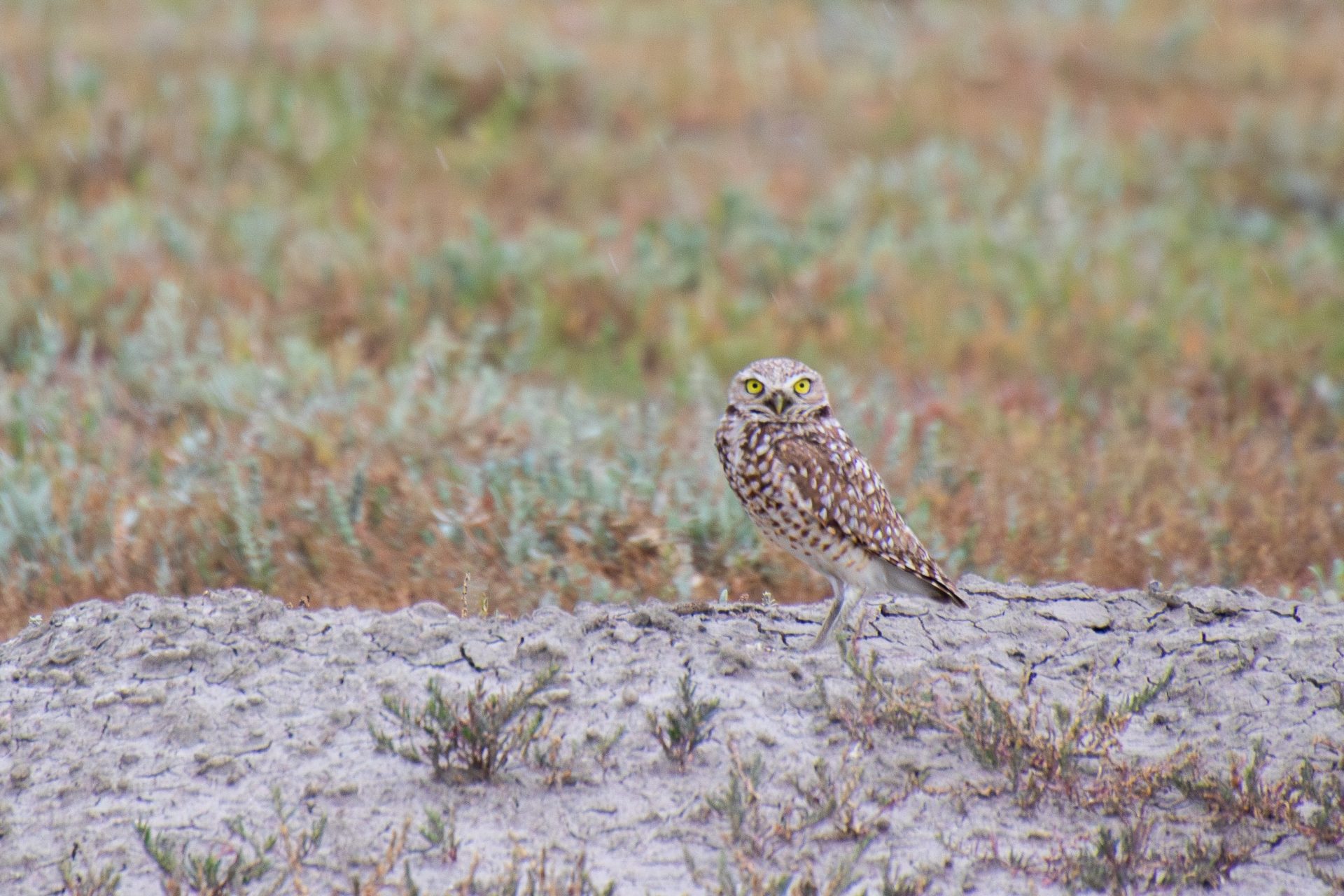 Calling All Swifties! Chasing the Swift Fox with Peter Soroye - Earth ...
