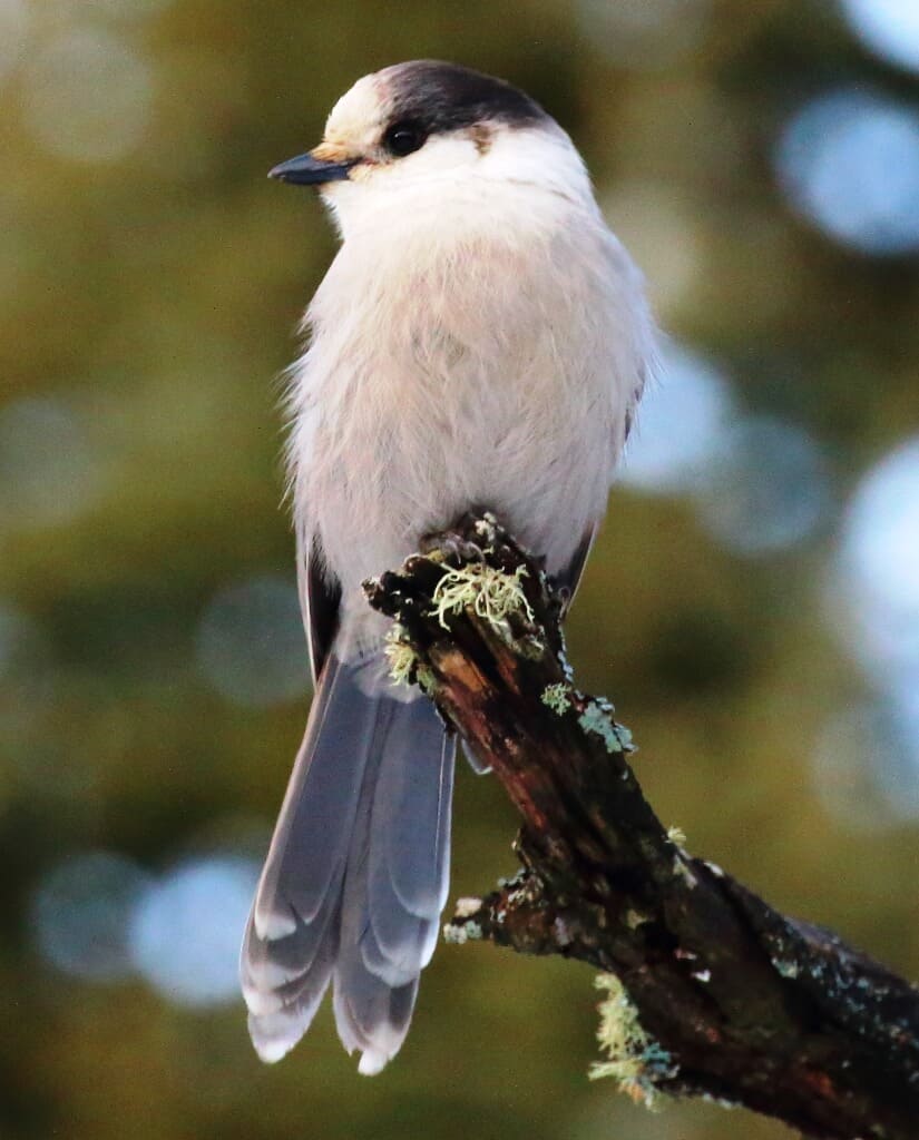 This Canada Jay Needs a Nest! - Earth Rangers