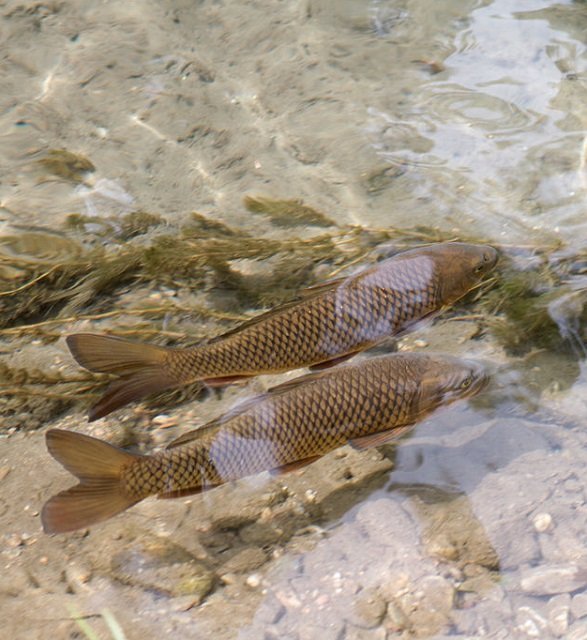 Ten of the World’s Most Invasive Species - Earth Rangers