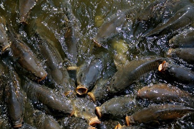 Ten of the World’s Most Invasive Species - Earth Rangers