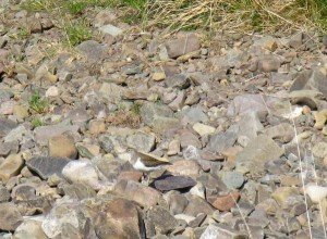 Animals Blending into their Environment - Earth Rangers