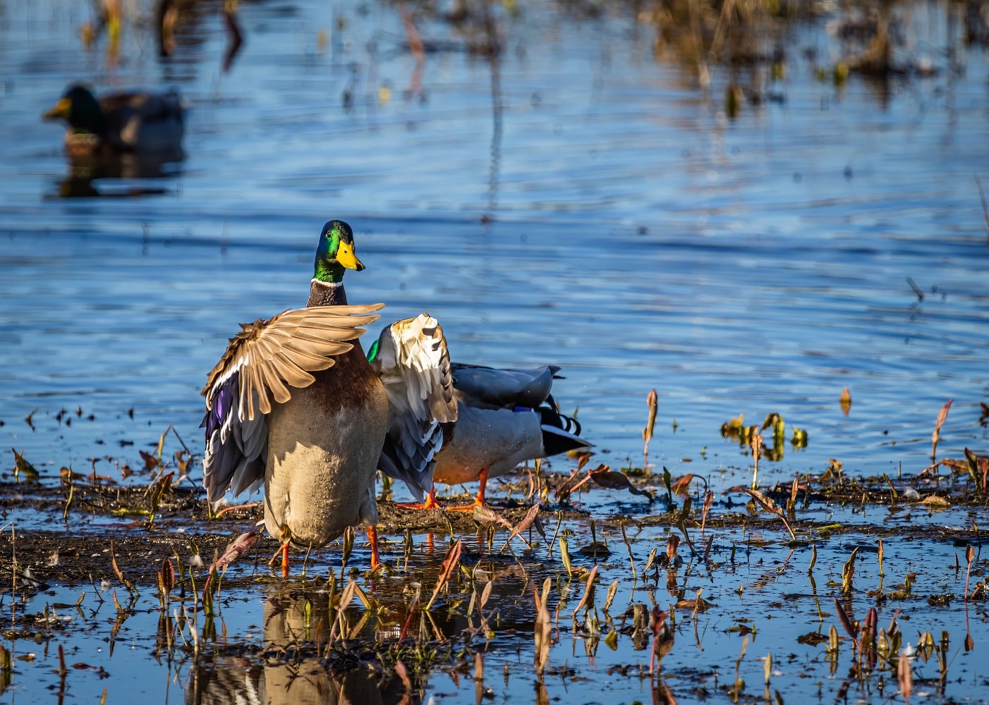 Caption This: What is this Duck thinking? - Earth Rangers