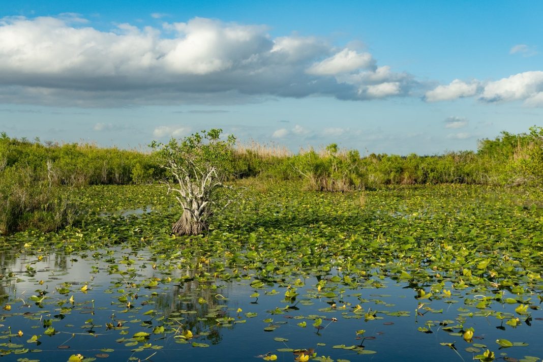 Ultimate Guide to National Parks: Everglades - Earth Rangers