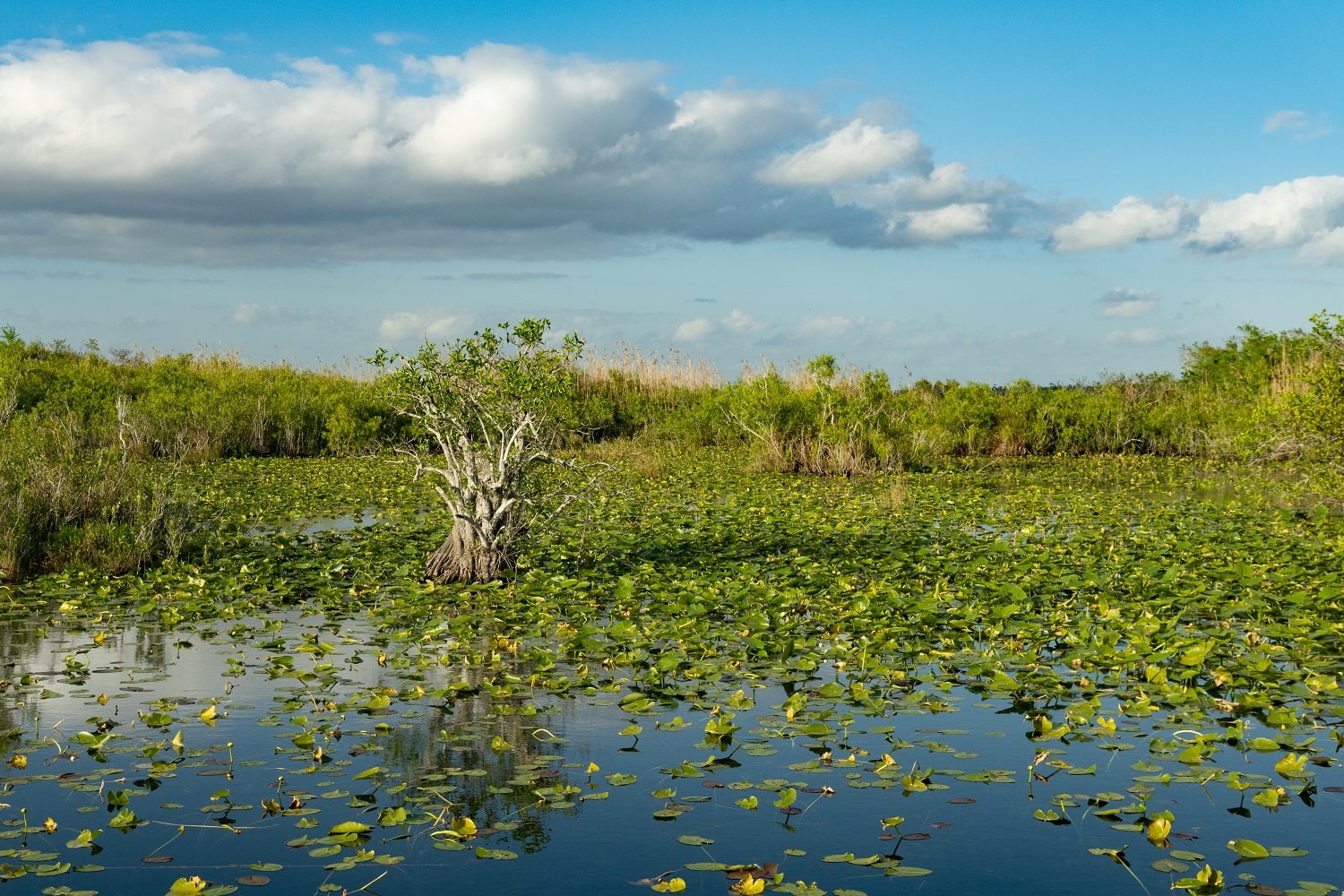 Everglades National Park Earth Blog More Than 360 Different Species Of