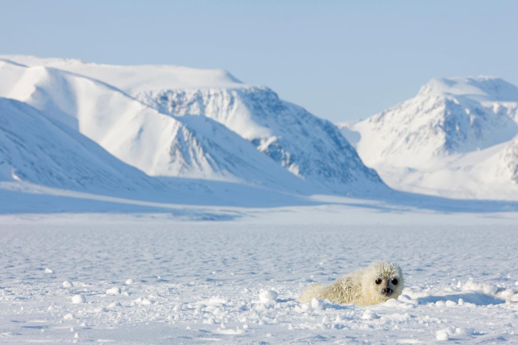 Time for a Ringed Seal Recap! - Earth Rangers