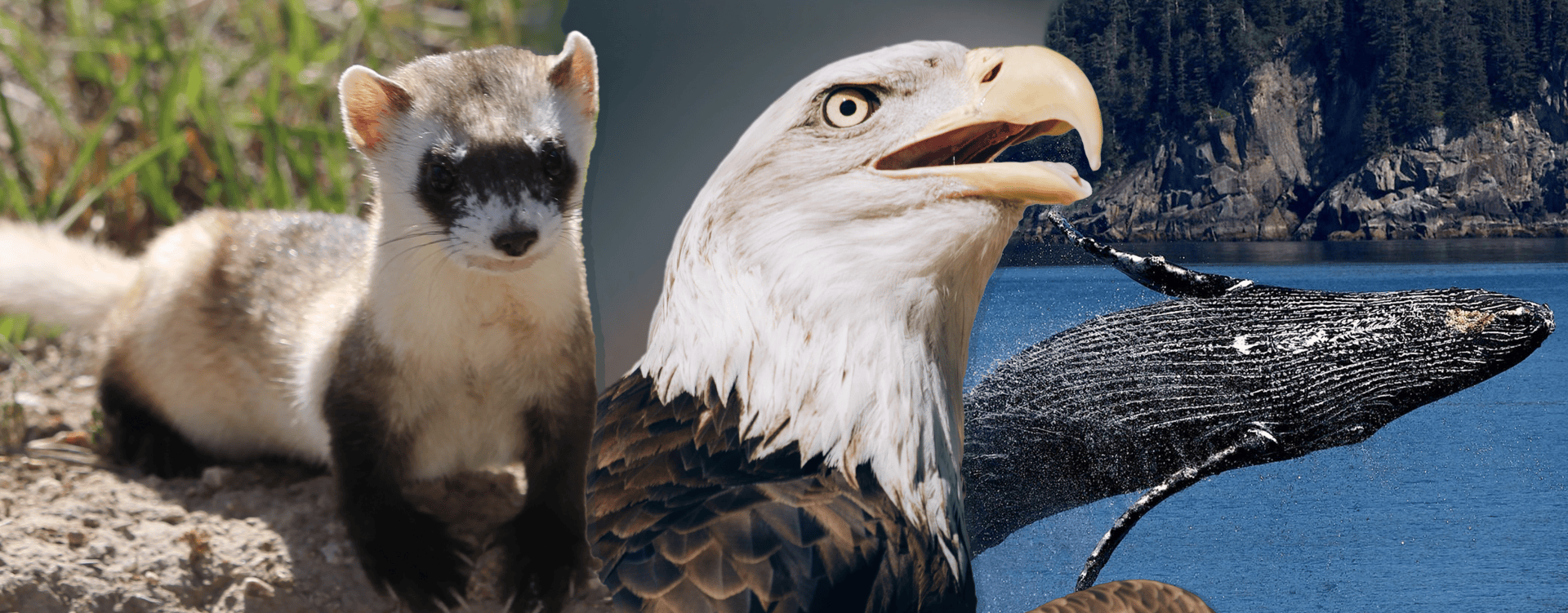 Celebrating the Endangered Species Act - Earth Rangers