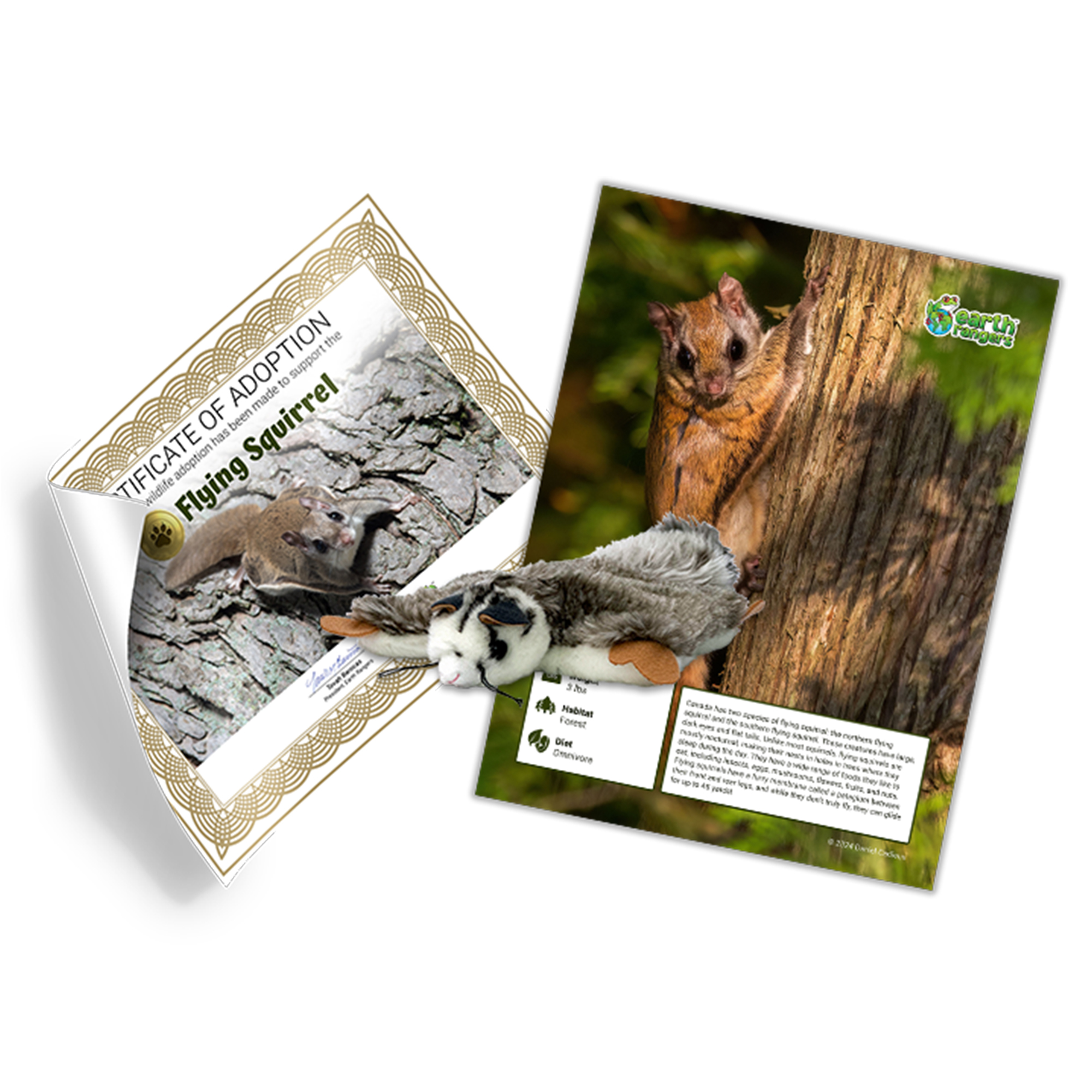 Ottawa Valley Project: Flying Squirrel, Red Fox and Snowy Owl - Earth ...