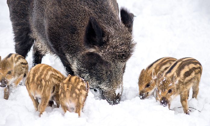 Podcast: Wild Pigs, Spiky Lizards and a Duckling in Distress - Earth ...