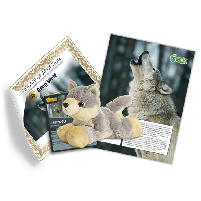 Grey wolf - Earth Rangers