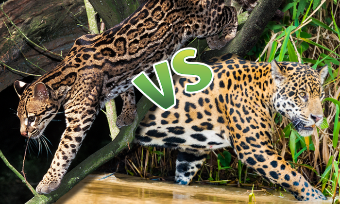 Adelia Goodwin’s Secret Journal – Jaguars VS Ocelots - Earth Rangers